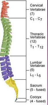Spinal Tuberculosis ( Potts Spine ) - dr jyotheswara reddy